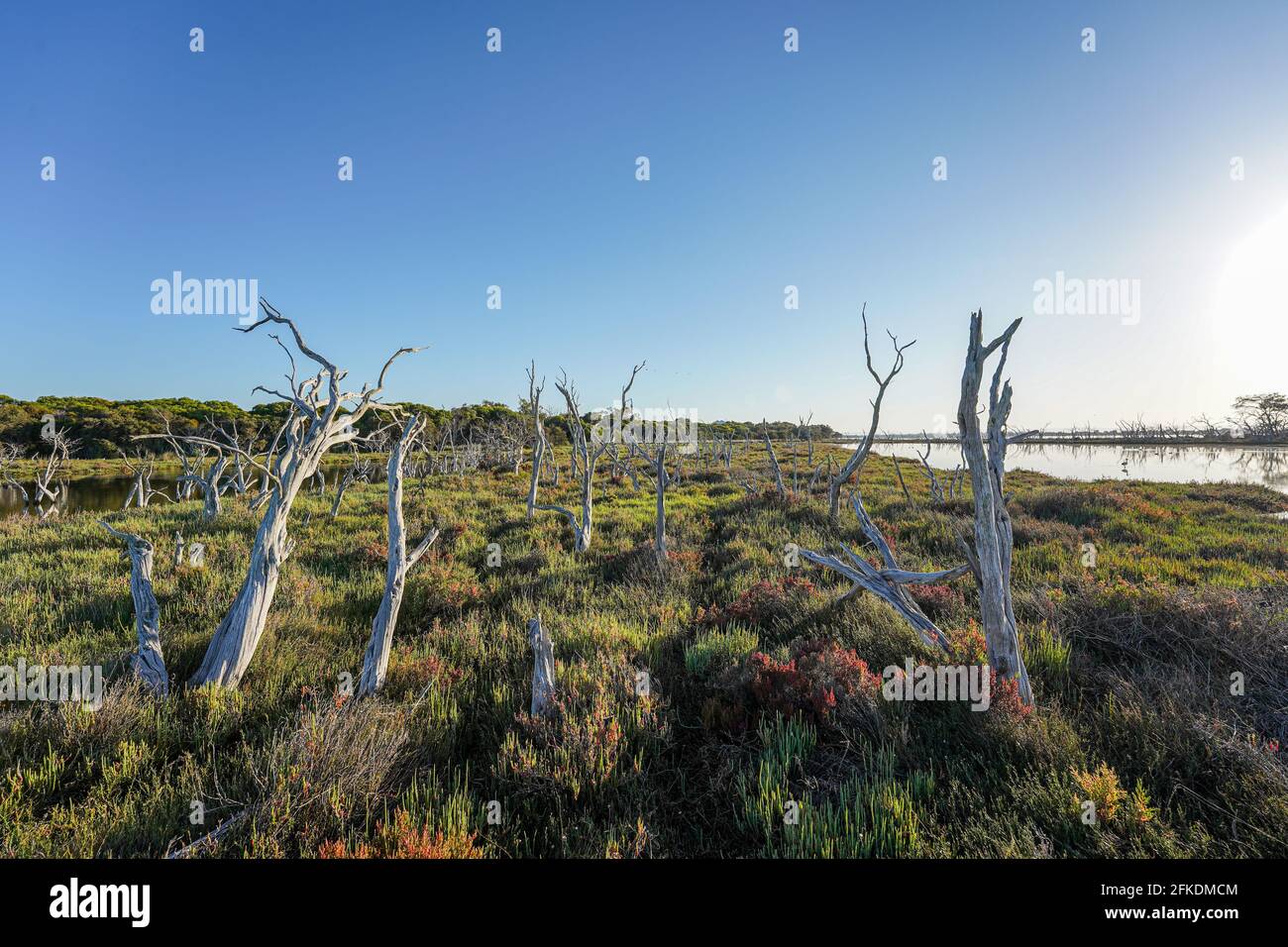 Died trees in Len Howard Conservation Park Stock Photo - Alamy
