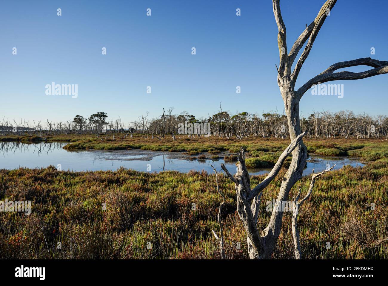 Died trees hi-res stock photography and images - Alamy