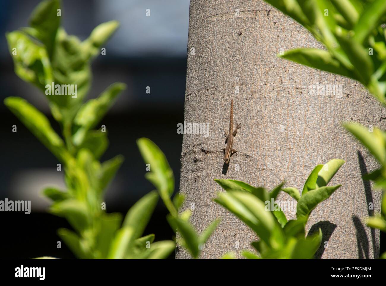 A small lizard isolated on the trunk of a tree Stock Photo - Alamy