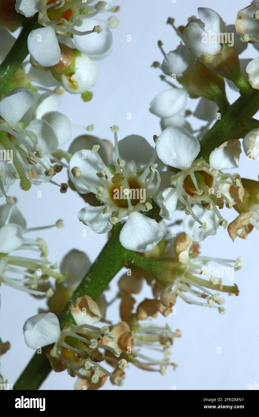 White small flower blossom close up Prunus lusitanica family rosaceae ...