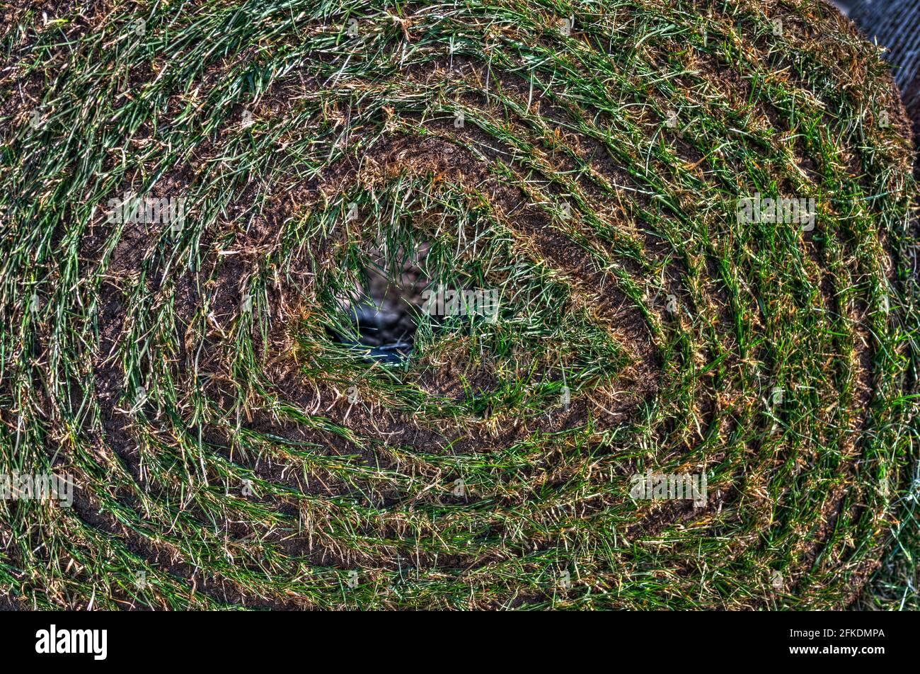 Roll of sod ready for installation at a construction site Stock Photo ...