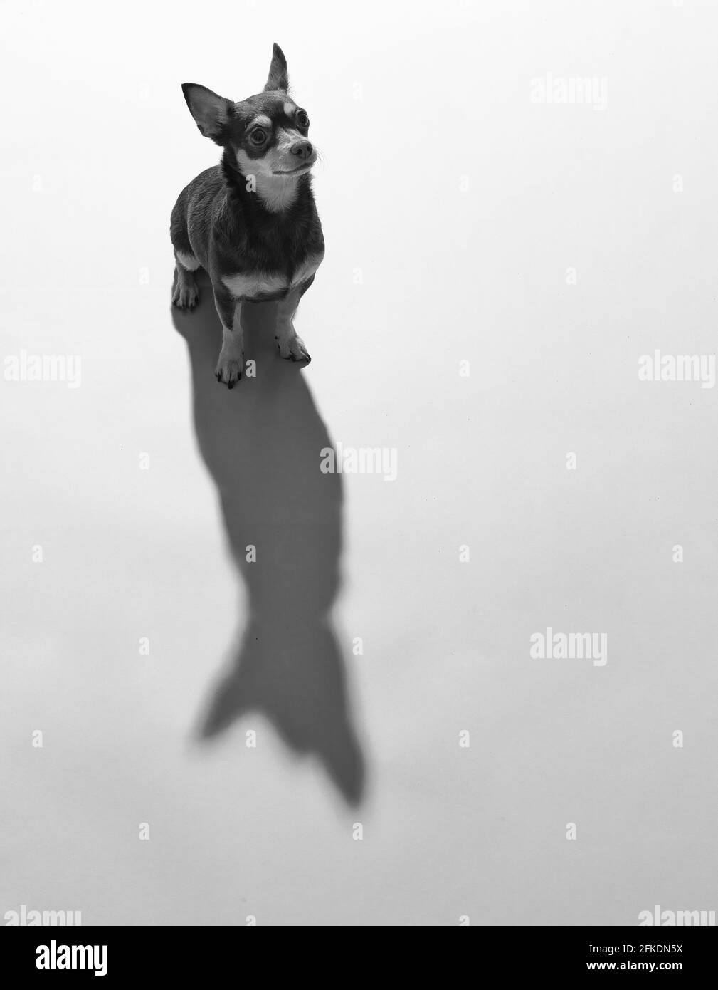 Very large breed Black and White Stock Photos & Images - Alamy