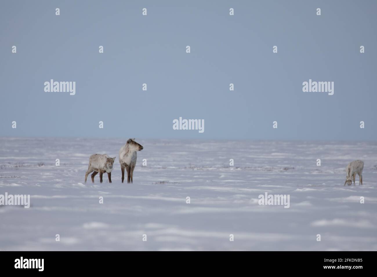 Barren Ground Caribou High Resolution Stock Photography and Images - Alamy