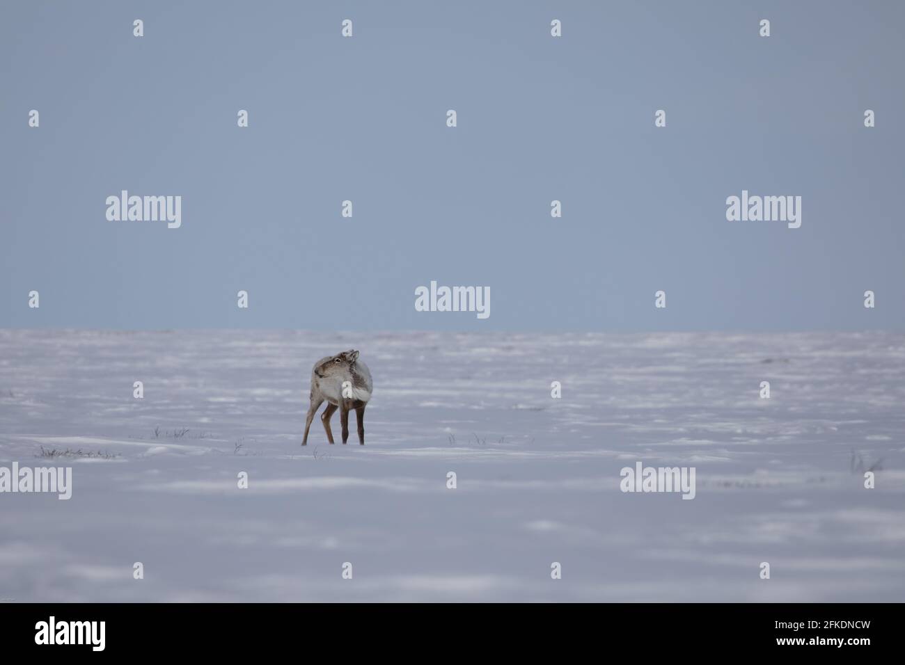 Barren ground caribou canada hi-res stock photography and images - Alamy