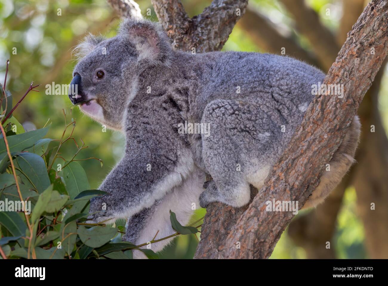 Captive Koala feeding on Eucalyptus leaves Stock Photo - Alamy