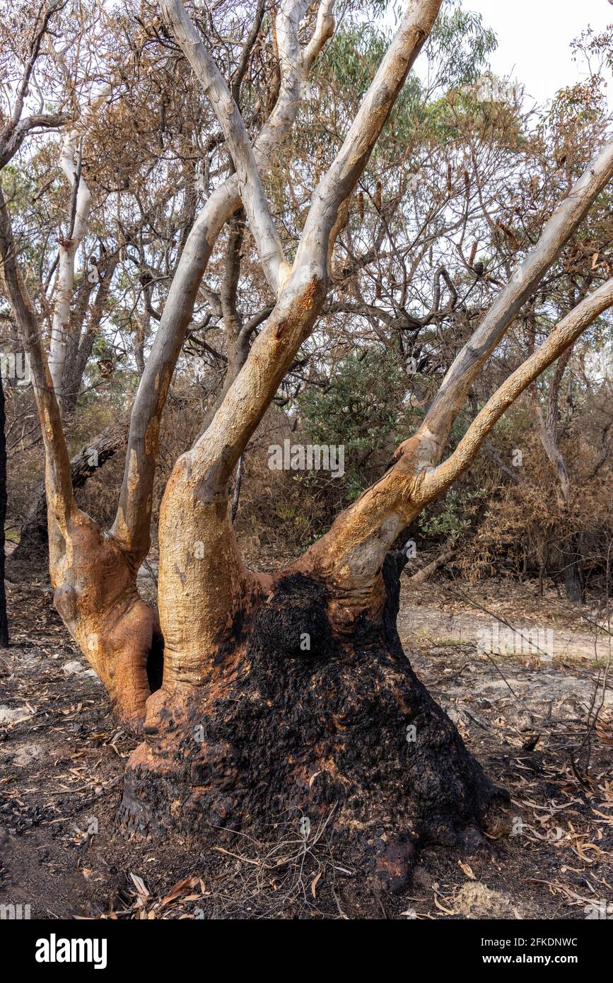 Burnt Scribbly Gum Trees after bush fire Stock Photo - Alamy