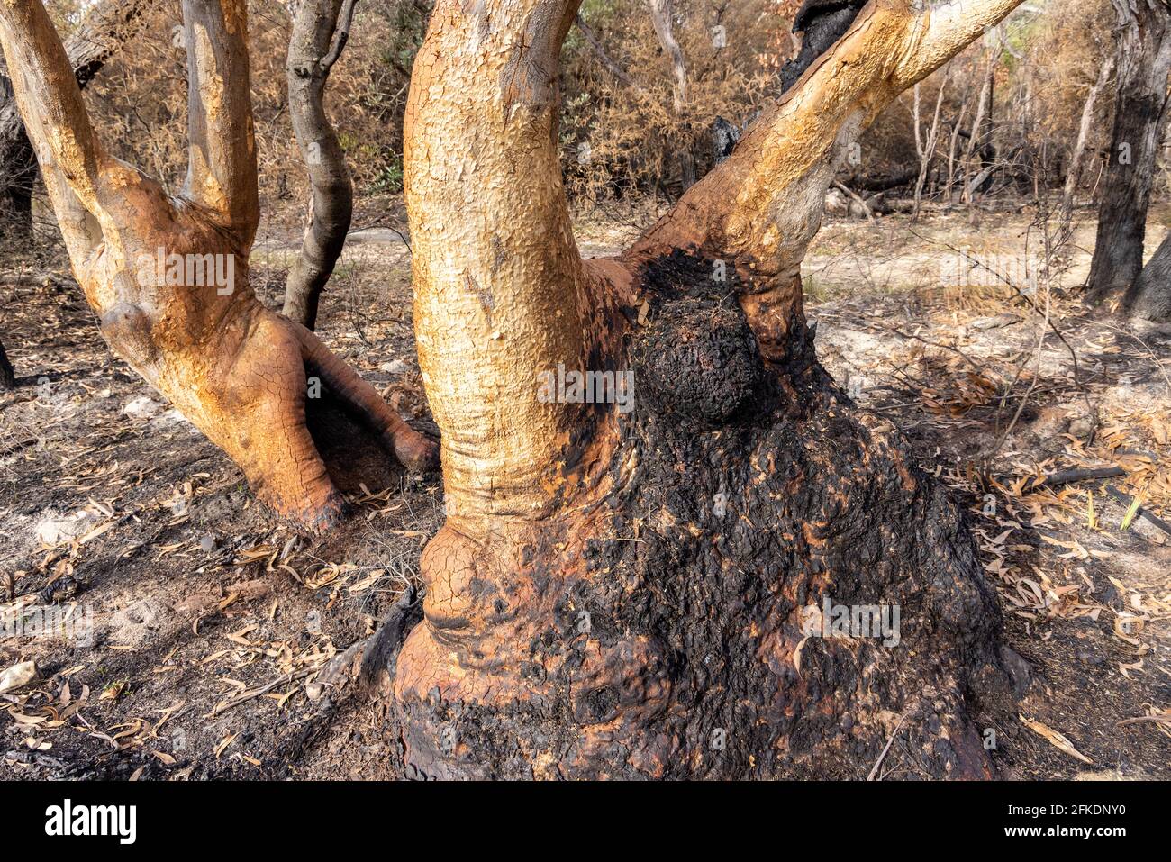 Burnt Scribbly Gum Trees after bush fire Stock Photo - Alamy