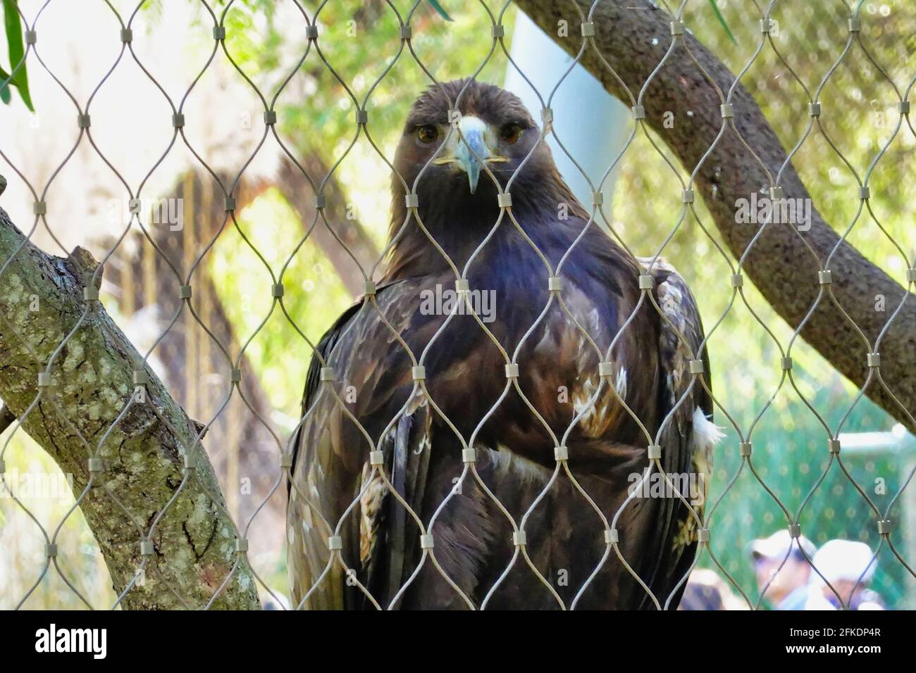 Inside bird zoo freedom hi-res stock photography and images - Alamy