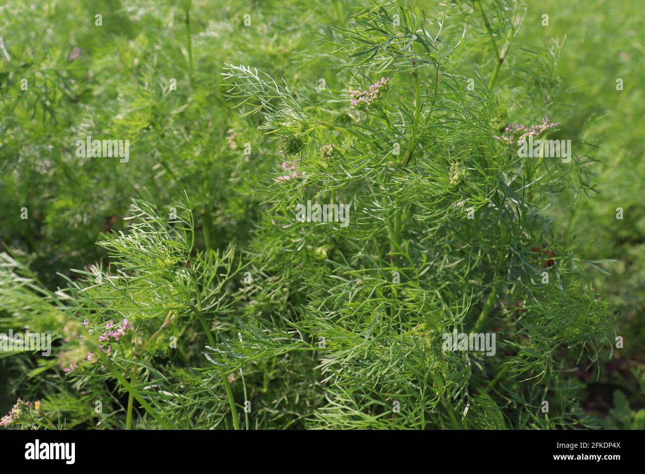 Coriander tree hi-res stock photography and images - Alamy