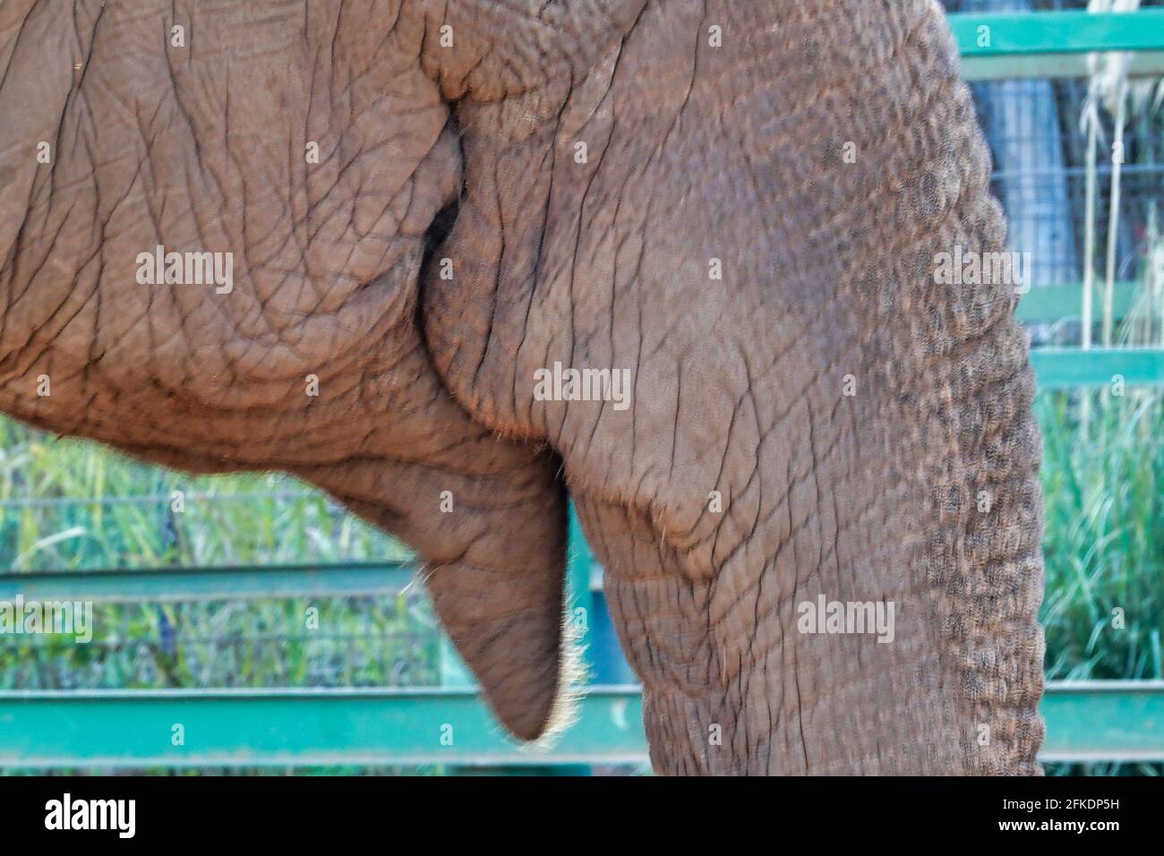 Closeup shot of an elephant face Stock Photo - Alamy