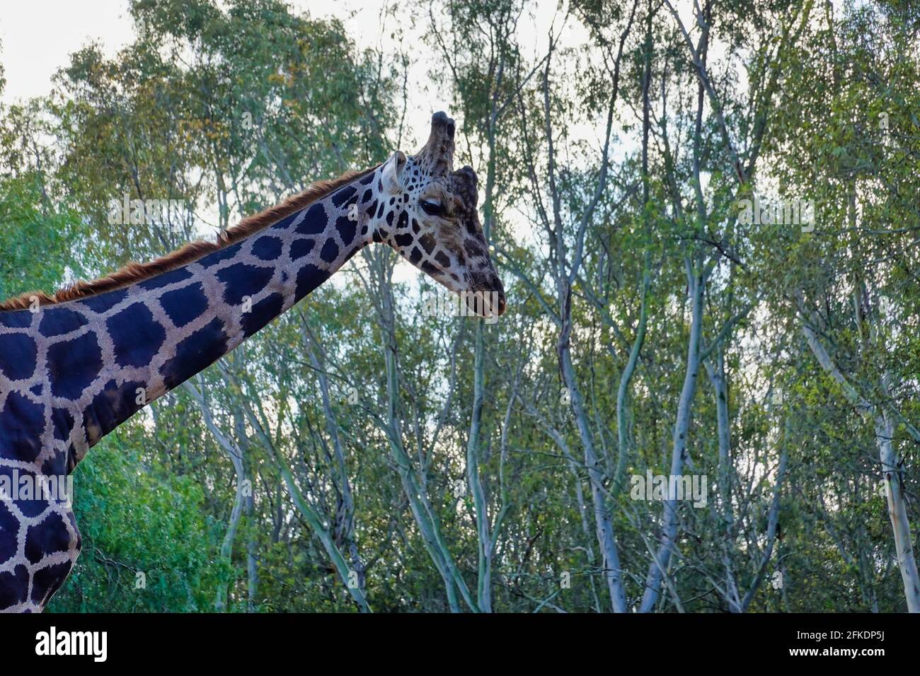 Adorable giraffe standing in hi-res stock photography and images - Alamy
