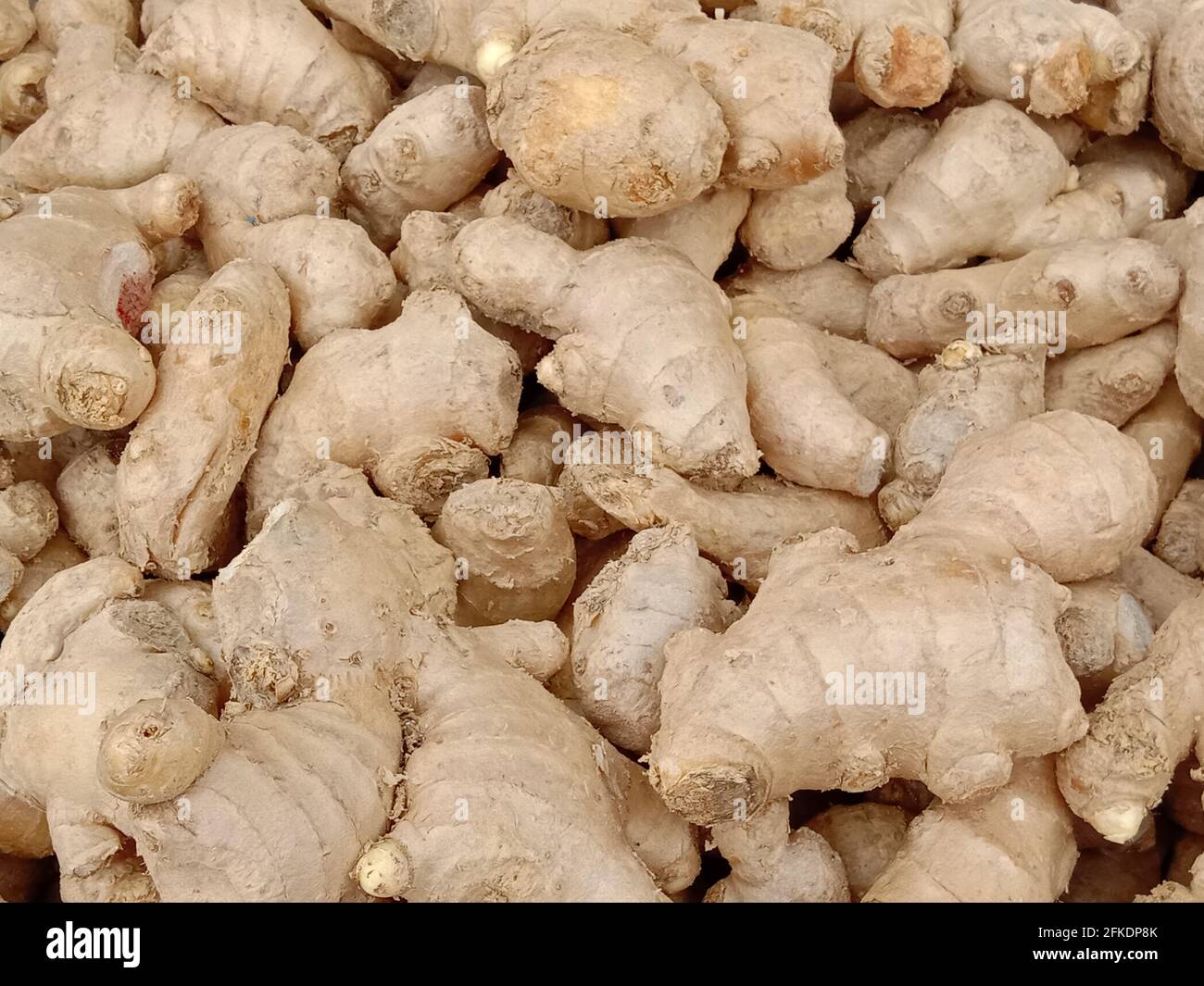 healthy and spicy Ginger stock on shop for sell Stock Photo - Alamy