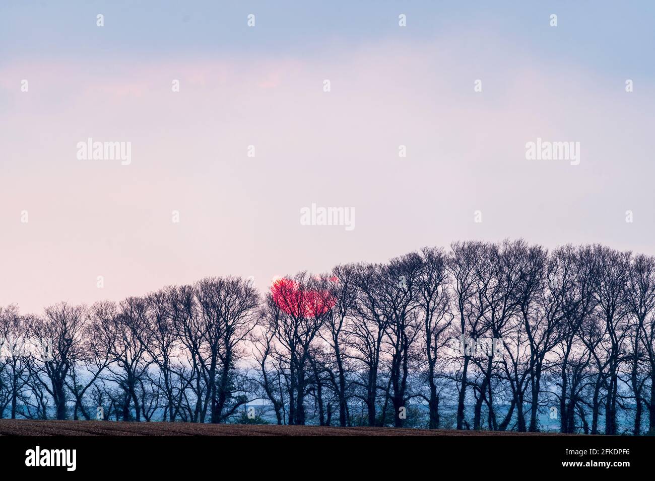 Bleak scene of a row of leafless trees on the Kent coast with behind ...