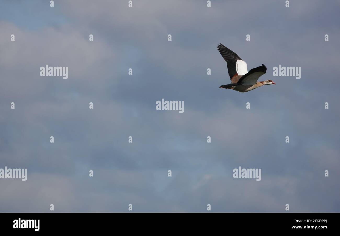 Dark clouds fly across sky hi-res stock photography and images - Alamy