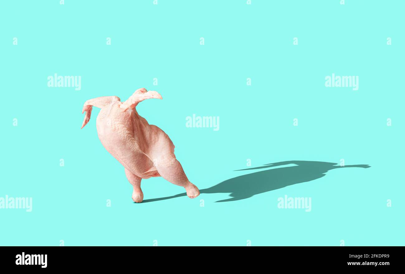 Whole chicken, uncooked, walking on blue colored background, harsh ...