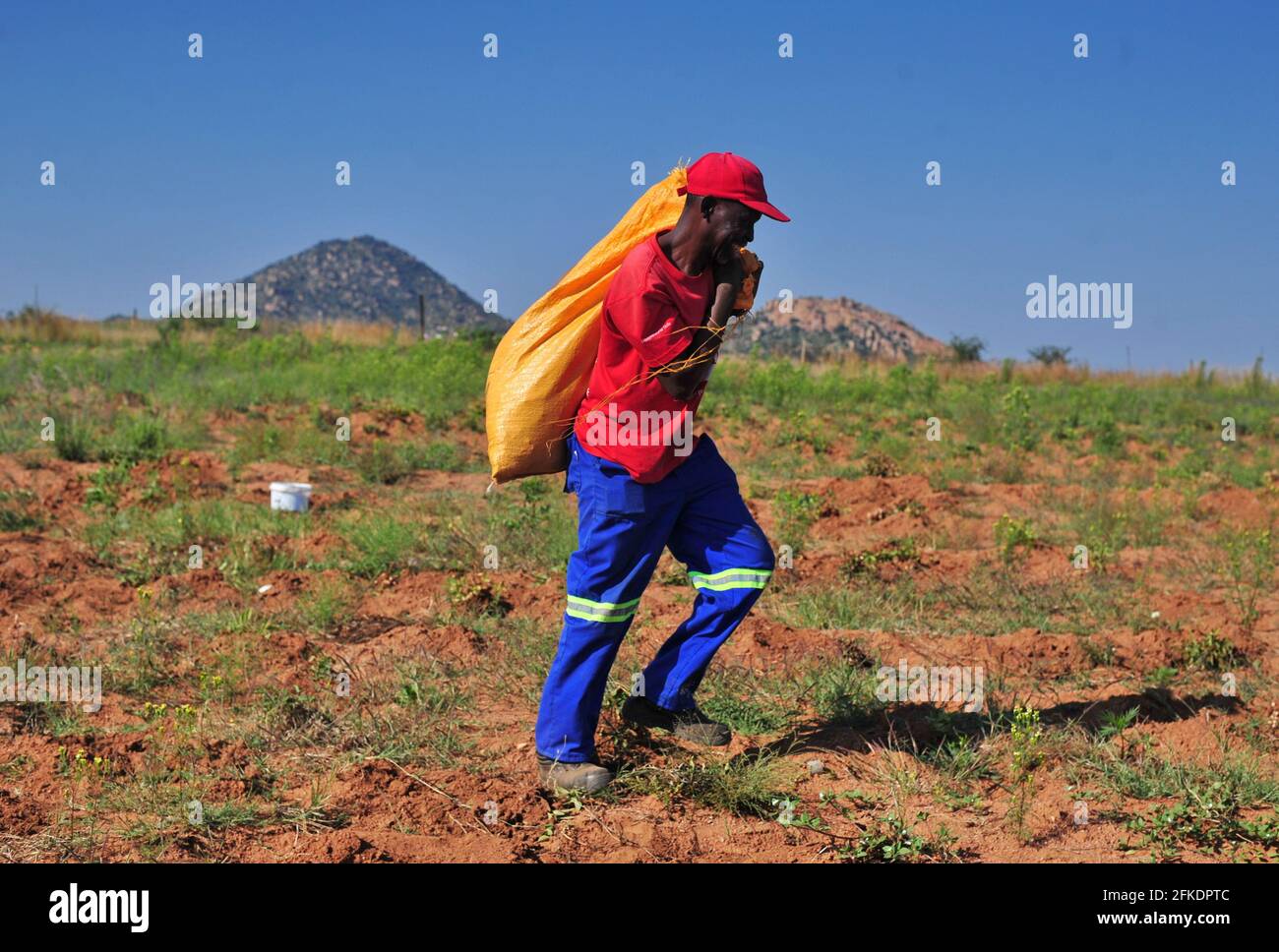 Subsistence farmers in rural South Africa harvesting bambara groundnuts ...