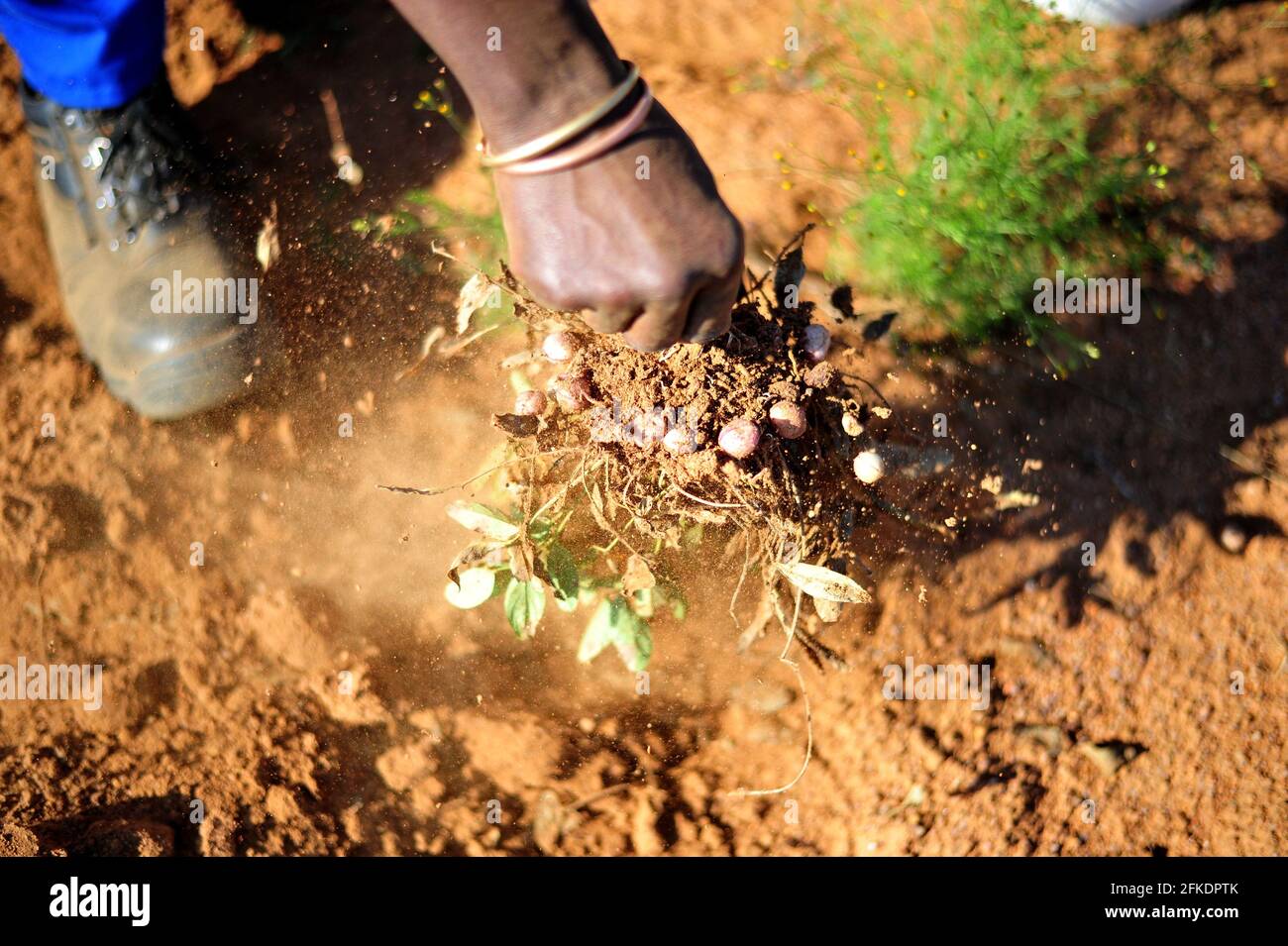 Subsistence farmers in rural South Africa harvesting bambara groundnuts ...