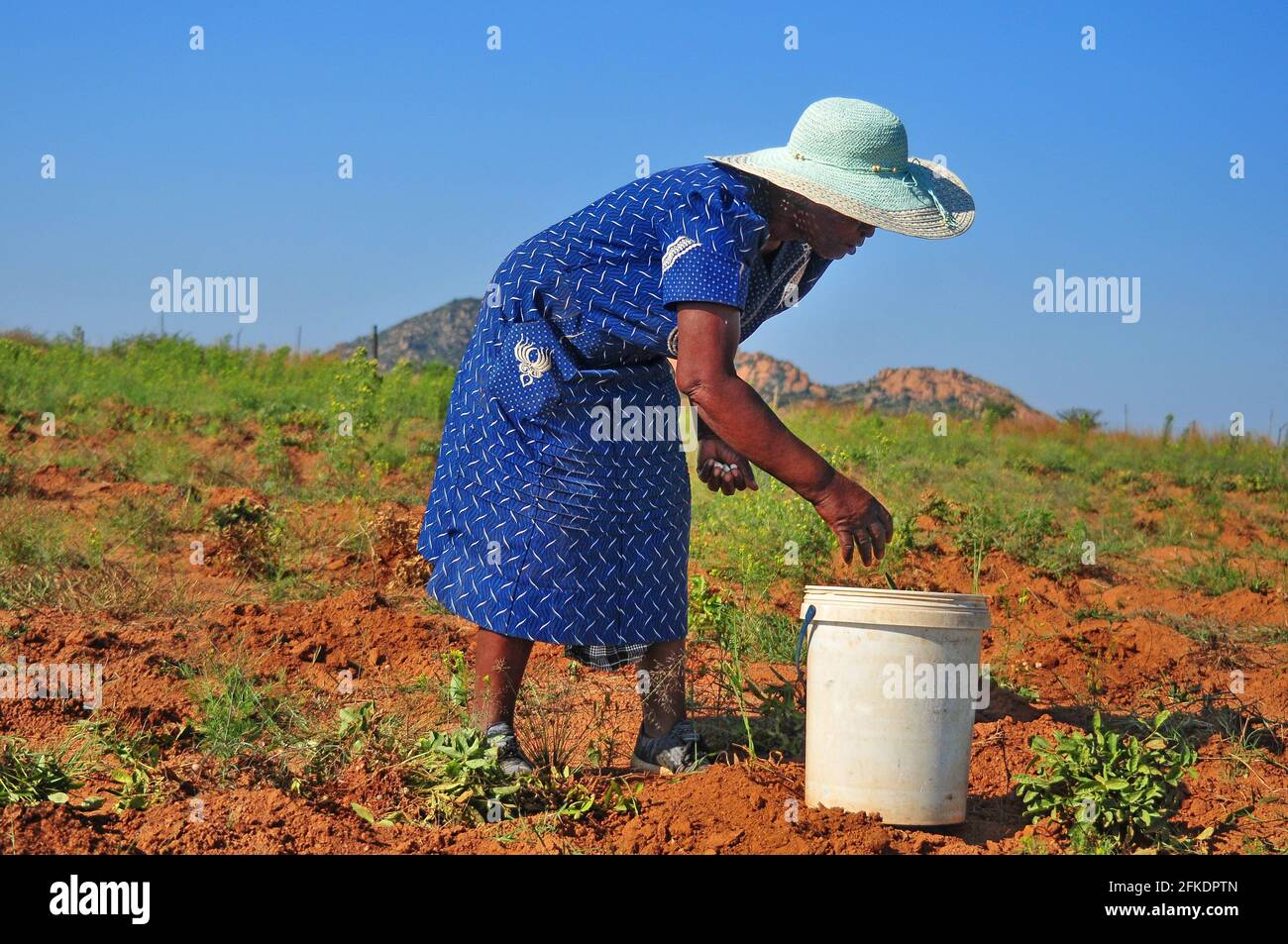 Harvesting groundnuts hi-res stock photography and images - Alamy