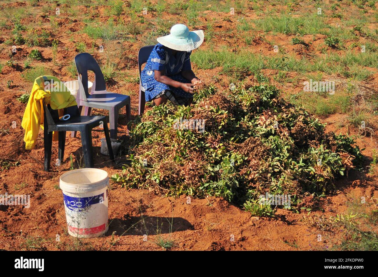 Subsistence farmers in rural South Africa harvesting bambara groundnuts ...