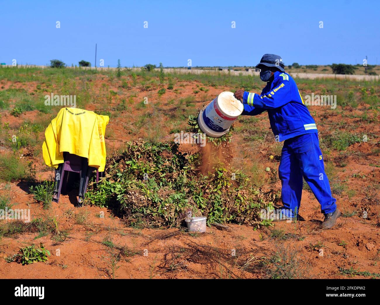 Subsistence farmers in rural South Africa harvesting bambara groundnuts ...