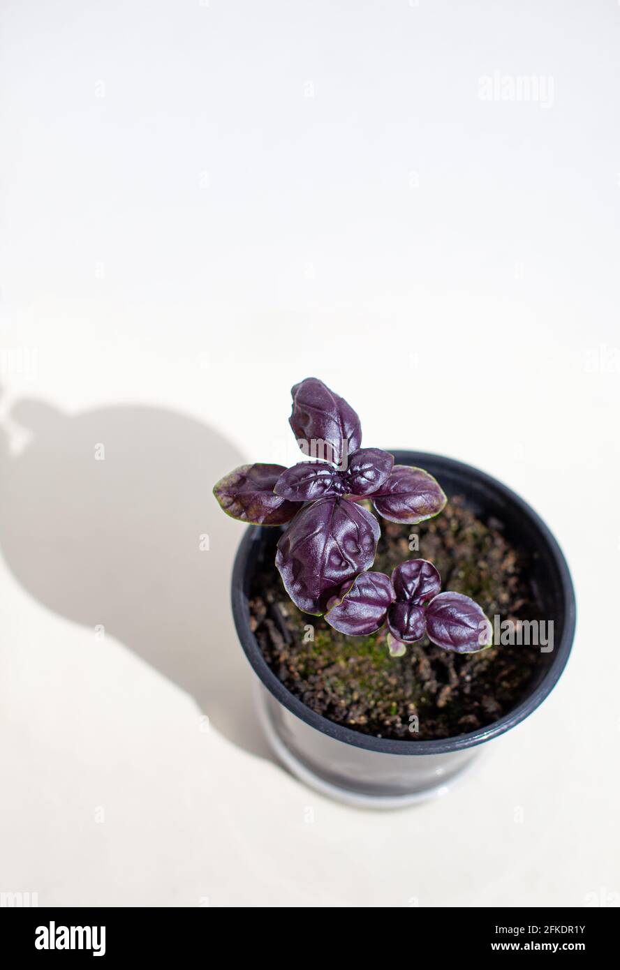 Seedlings basilica hi-res stock photography and images - Alamy