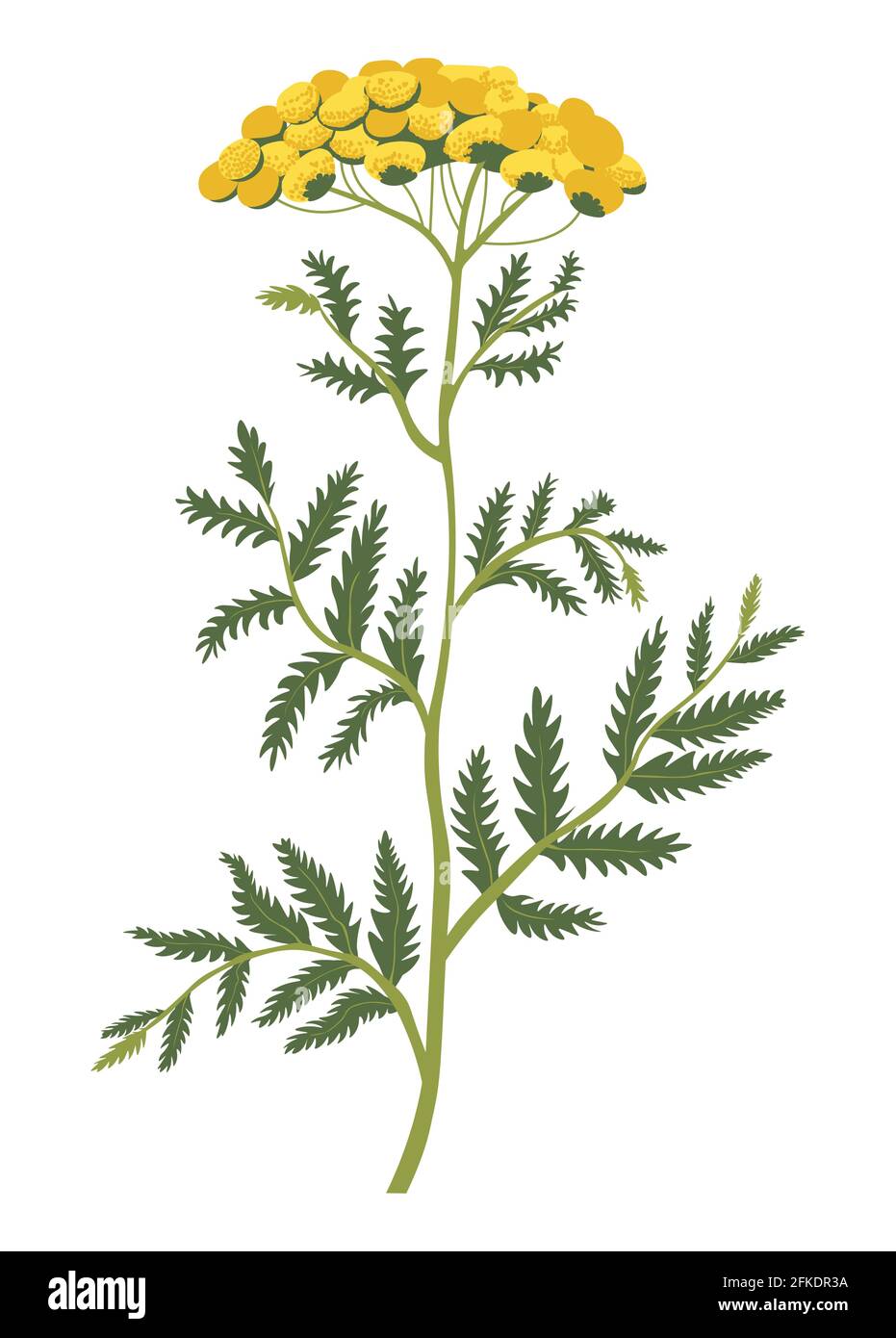 Landscape blooming yellow field Stock Vector Images - Alamy