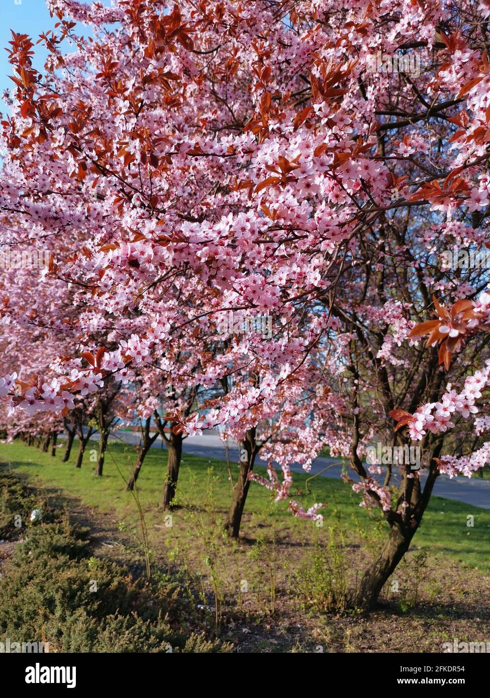 Closeup shot of a garden with bloomed in pink trees on a sunny day ...