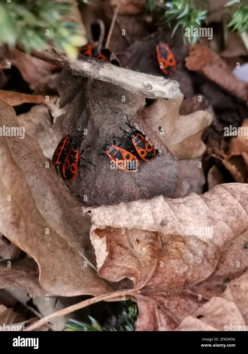 Bugs on dried plant hi-res stock photography and images - Alamy