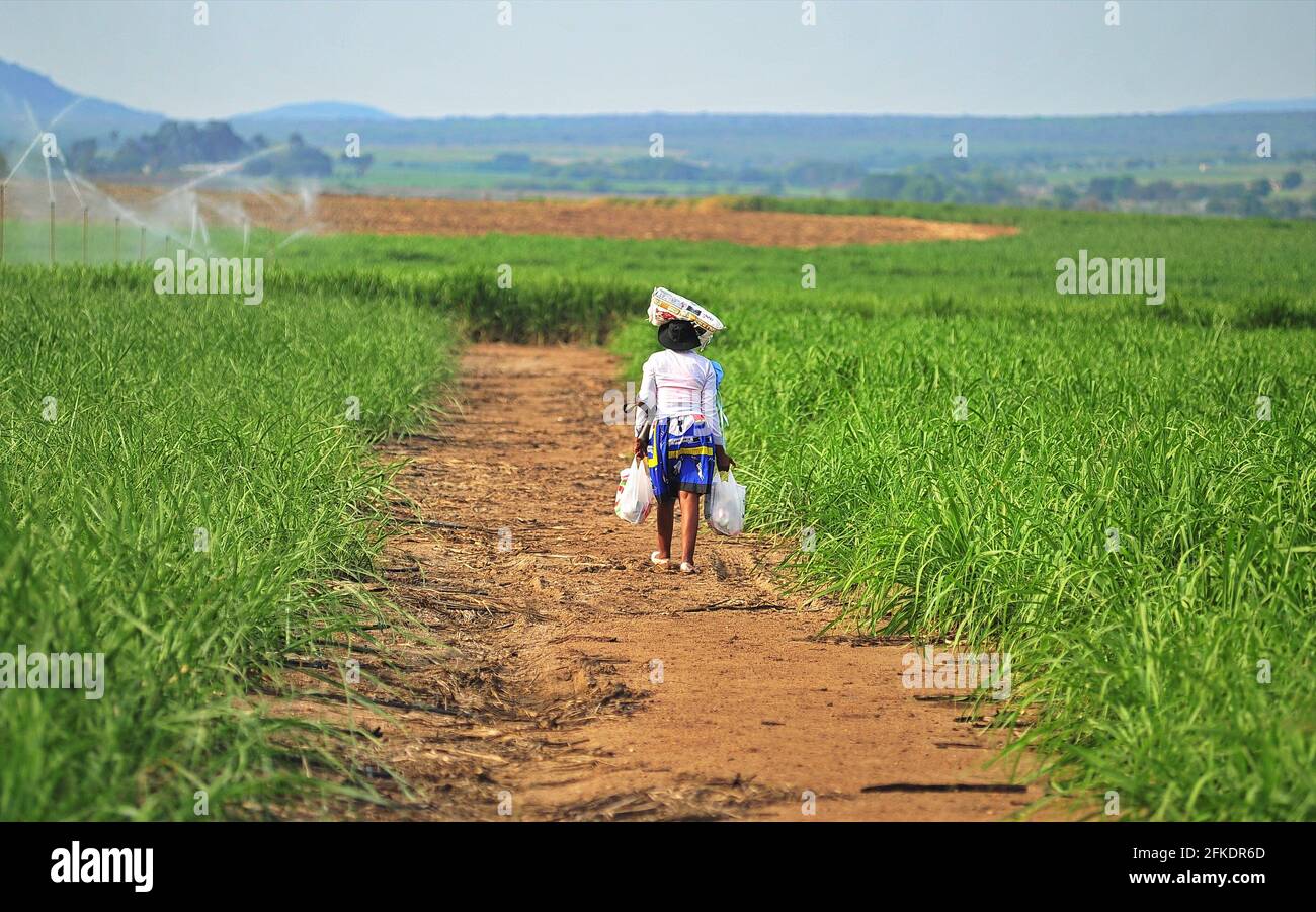 South Africa boasts picturesque landscape including tea estates, sugar ...