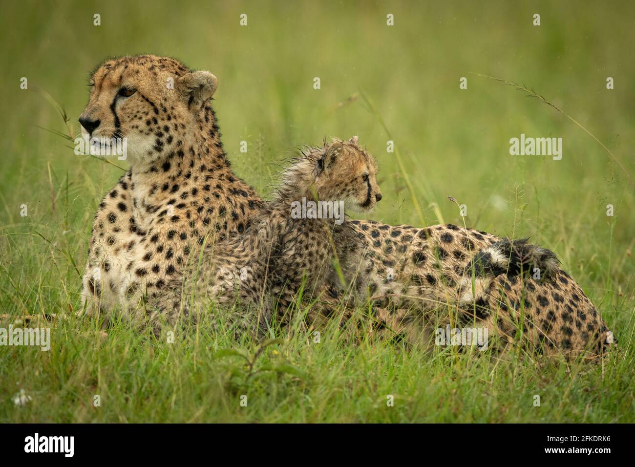Cheetah cub in rain hi-res stock photography and images - Alamy