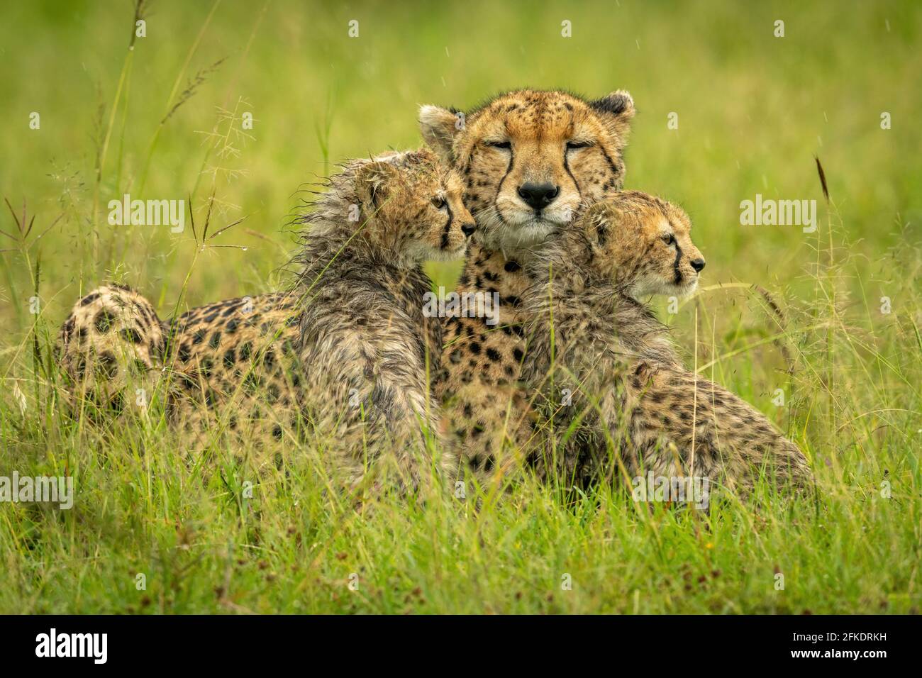 Cheetah cub in rain hi-res stock photography and images - Alamy