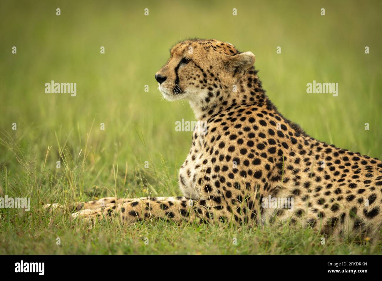 Cheetah lies on short grass facing left Stock Photo - Alamy