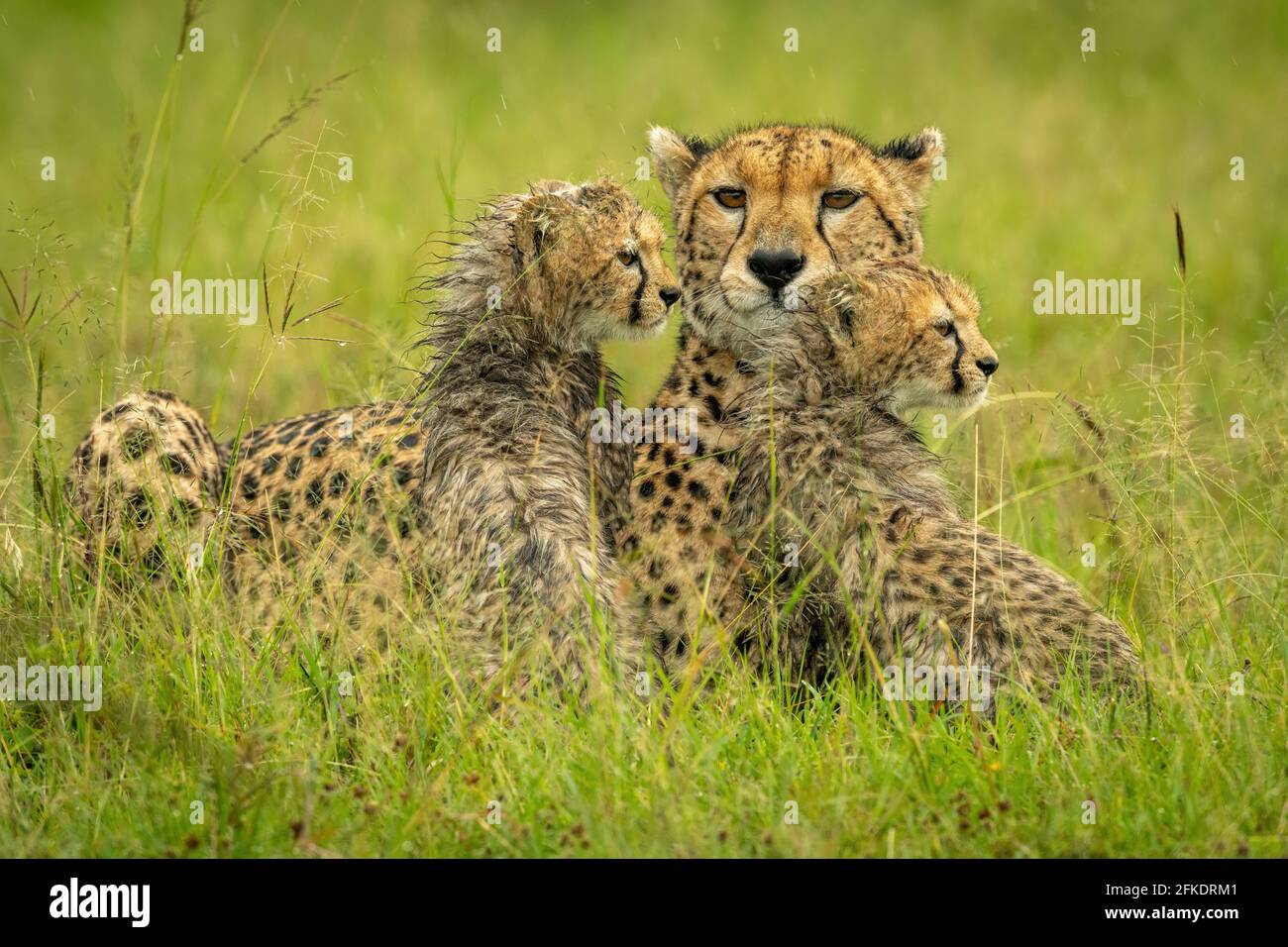 Cheetah cub in rain hi-res stock photography and images - Alamy