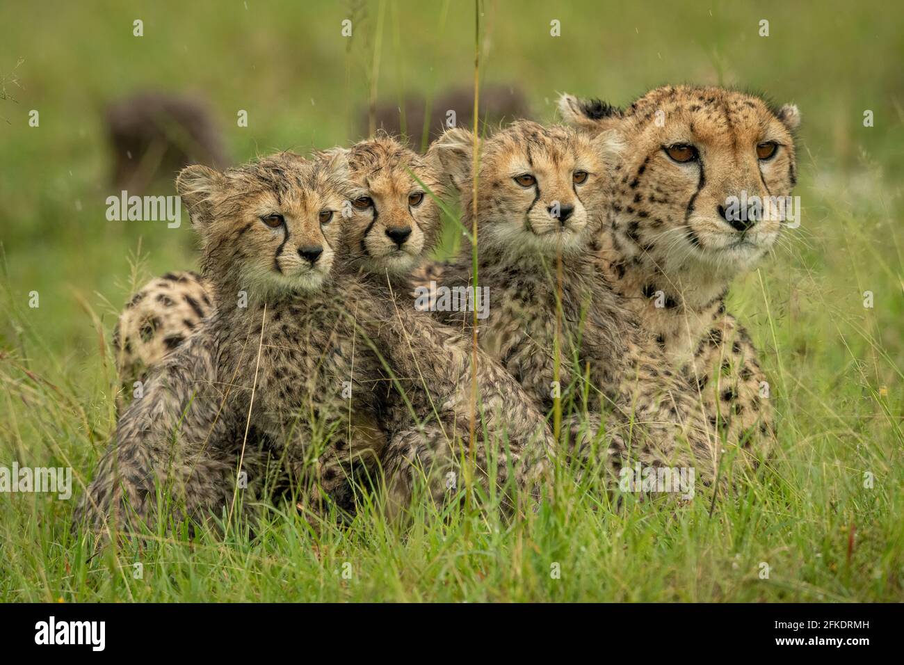Cheetah cub in rain hi-res stock photography and images - Alamy