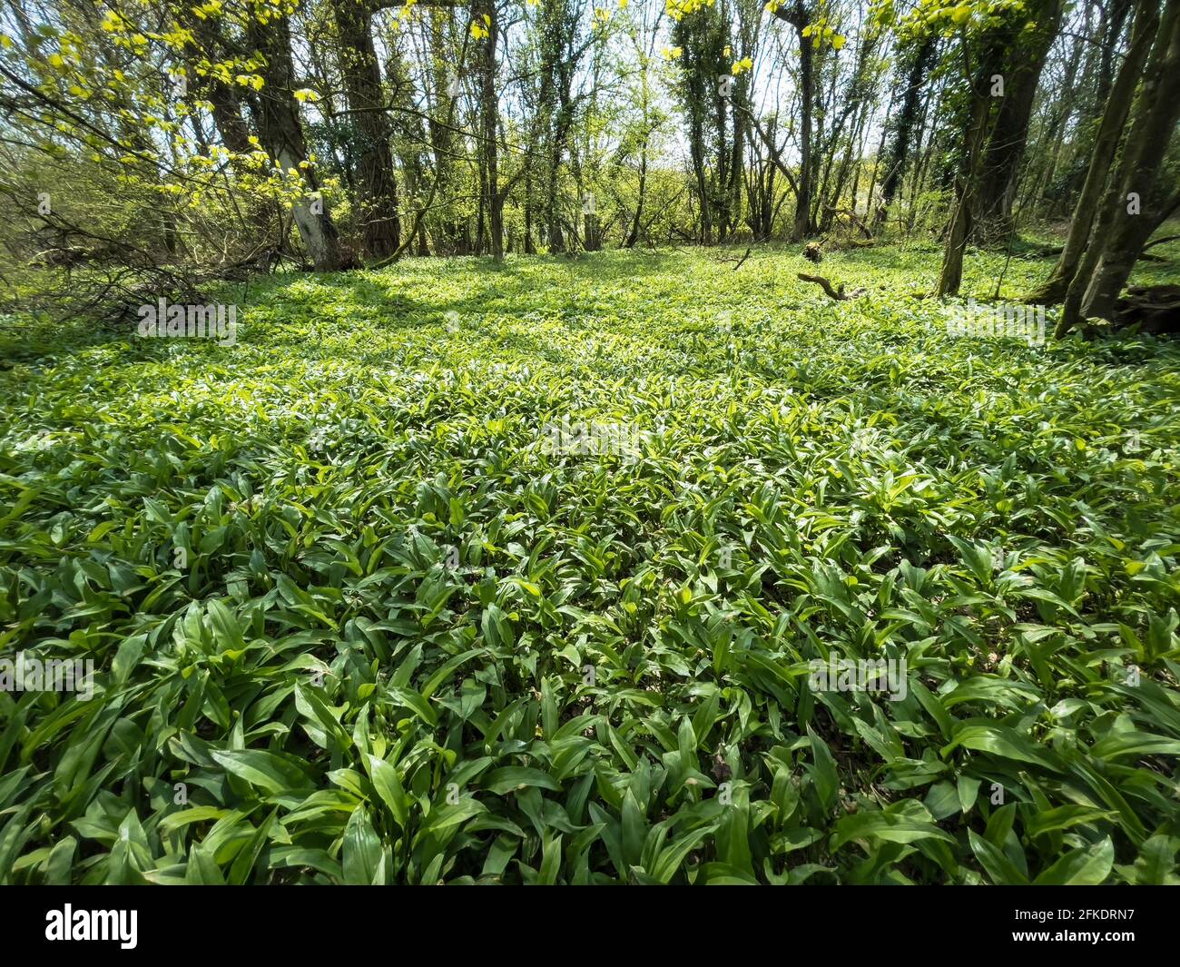 Wild Garlic growing on a woodland floor in early spring in Ireland ...