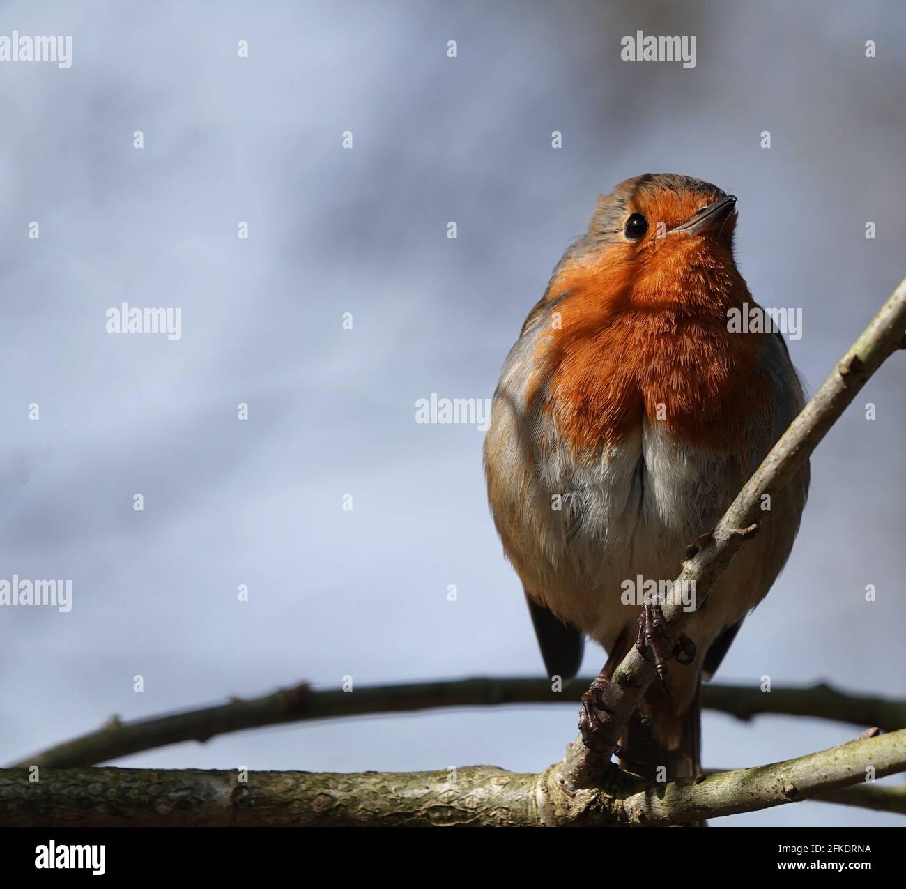 Closeup of a cute chubby robin redbreast standing on a branch in the ...