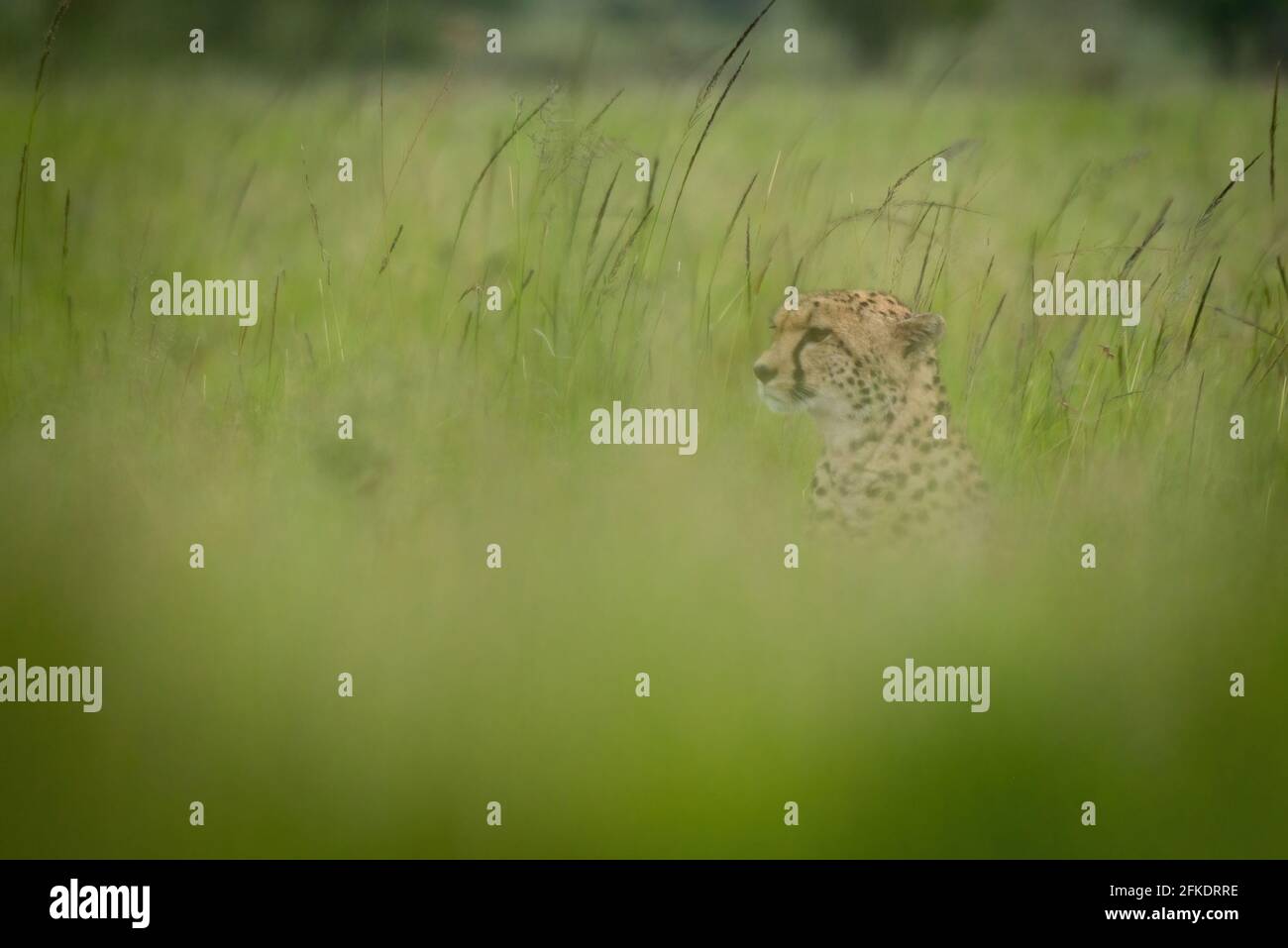 Cheetah sits facing left in blurry grass Stock Photo - Alamy