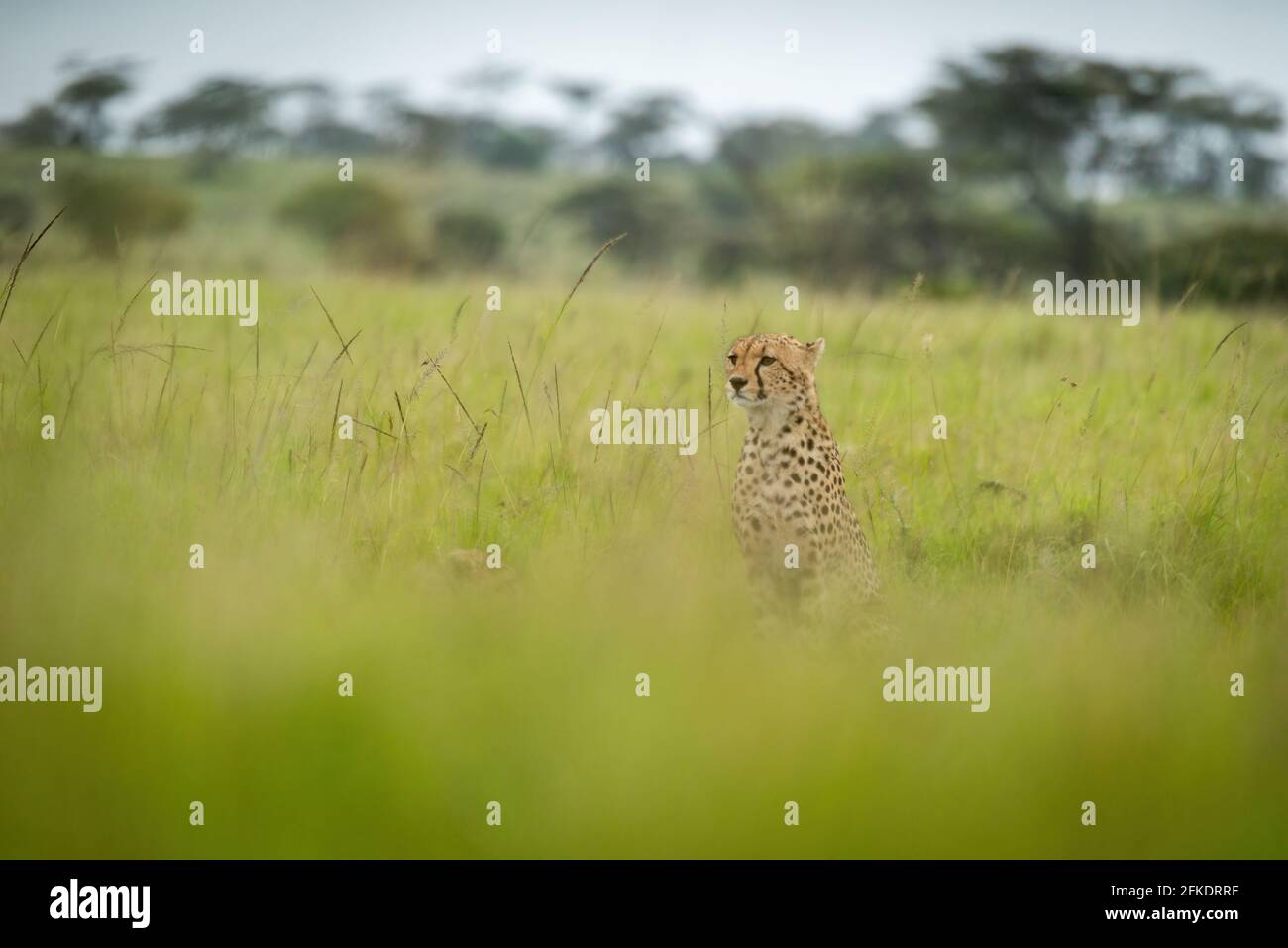 Cheetah sits in blurred grass facing left Stock Photo - Alamy
