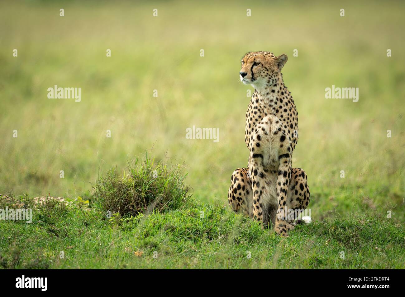Cheetah sits in short grass looking left Stock Photo - Alamy