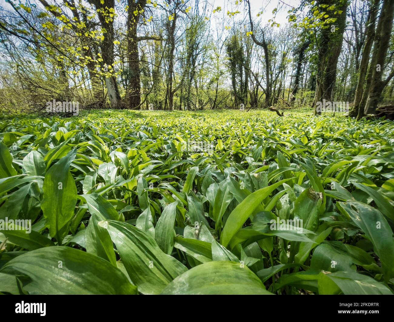 Spring woodland environment hi-res stock photography and images - Alamy