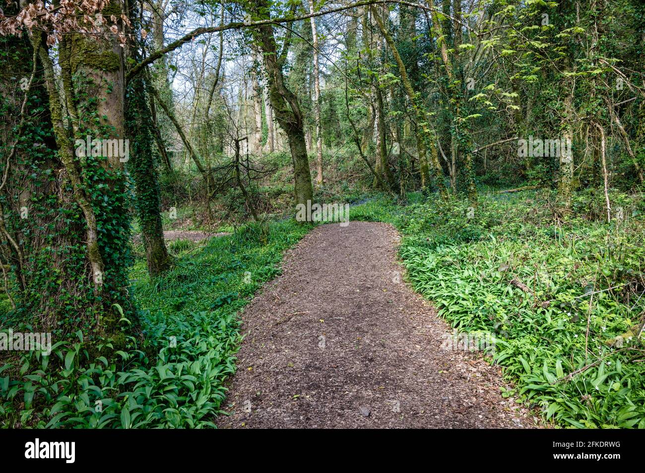 Irish forest hi-res stock photography and images - Alamy