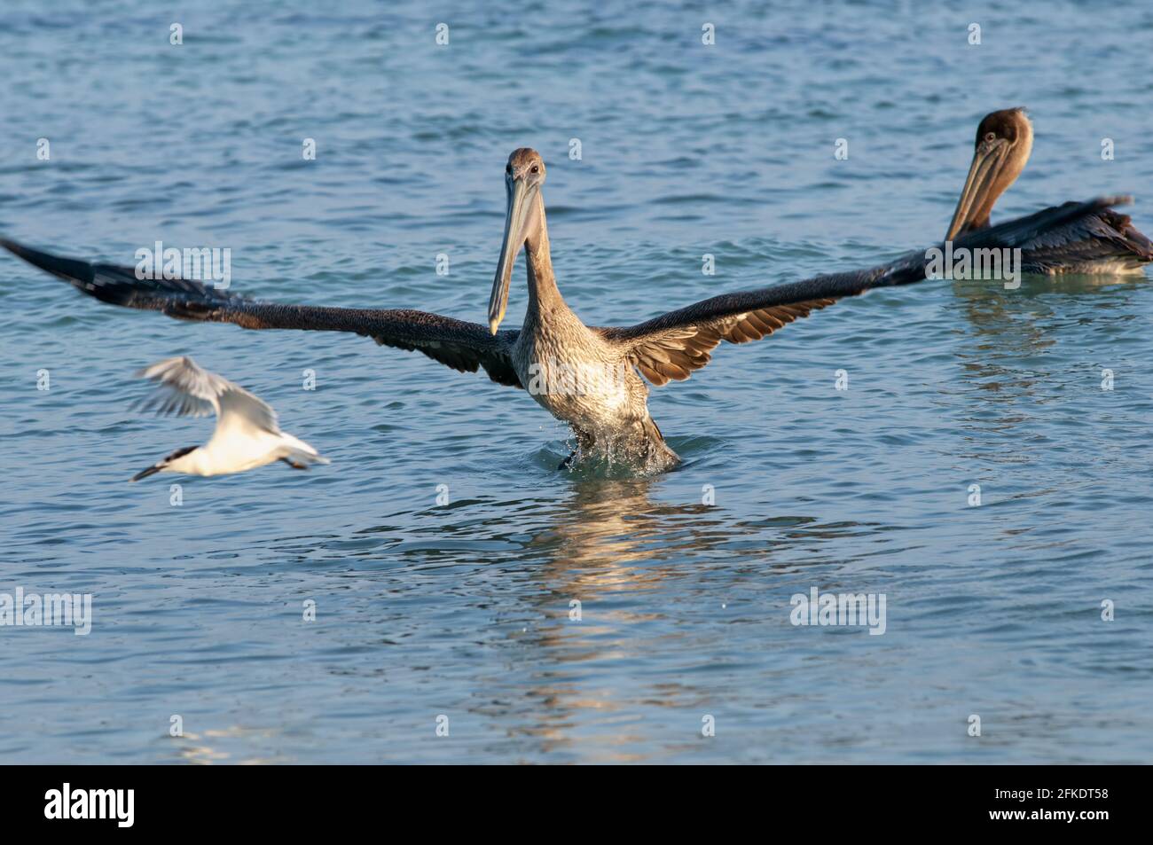 Closeup shot of a pelican with open wings taking off the water surface ...
