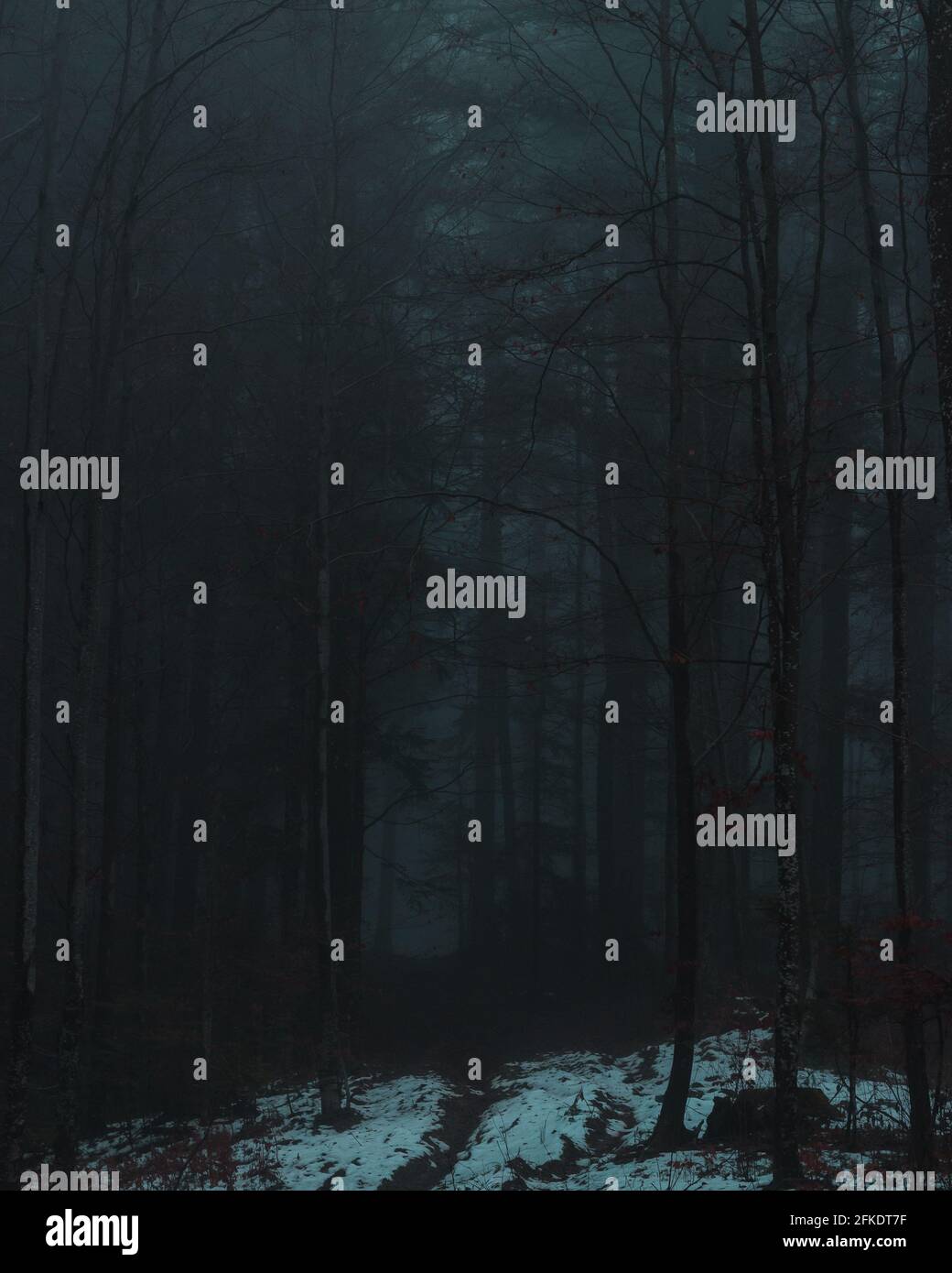 Dead trees snow night hi-res stock photography and images - Alamy