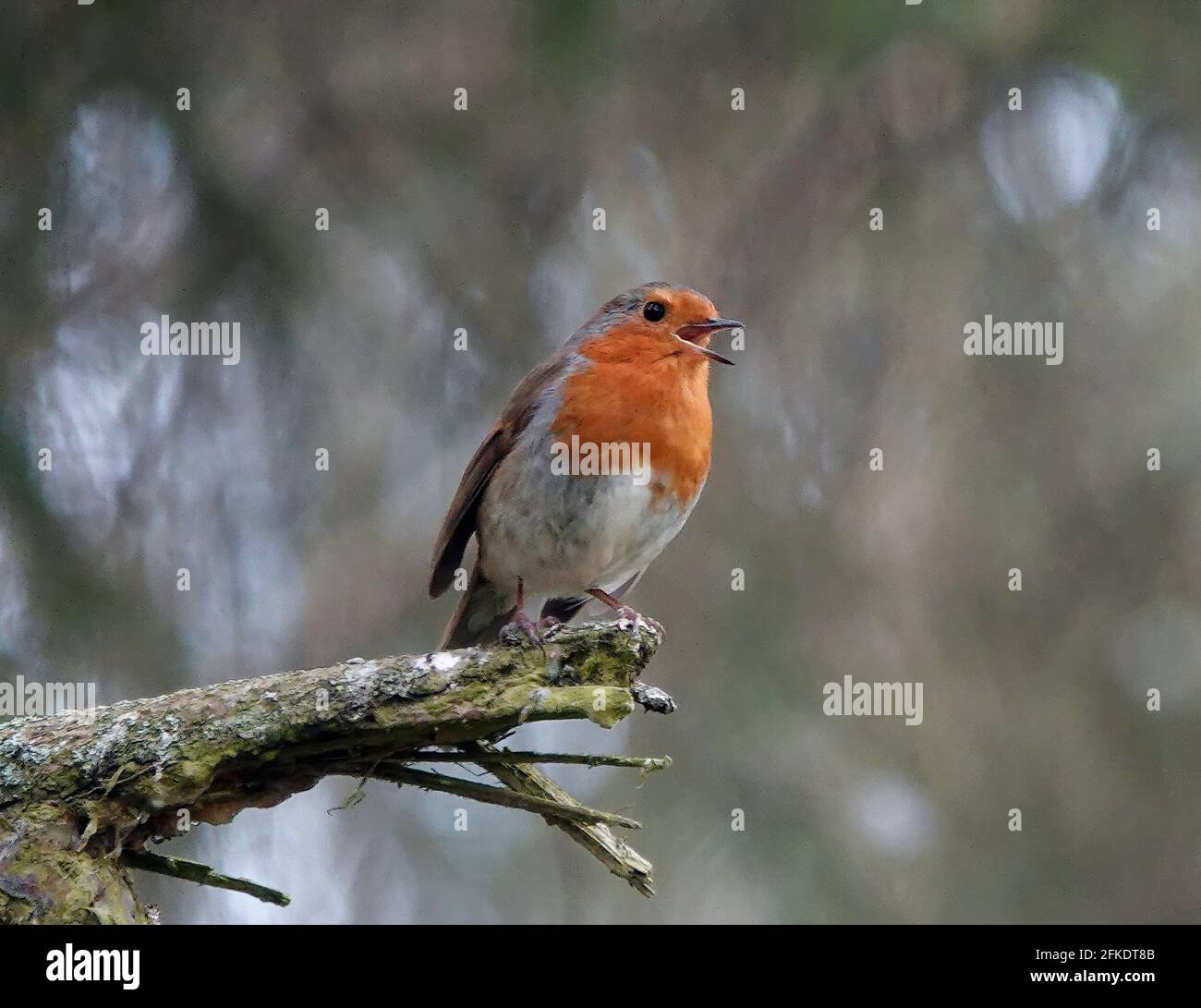 Low angle shot of a happy little robin standing on a branch in the ...
