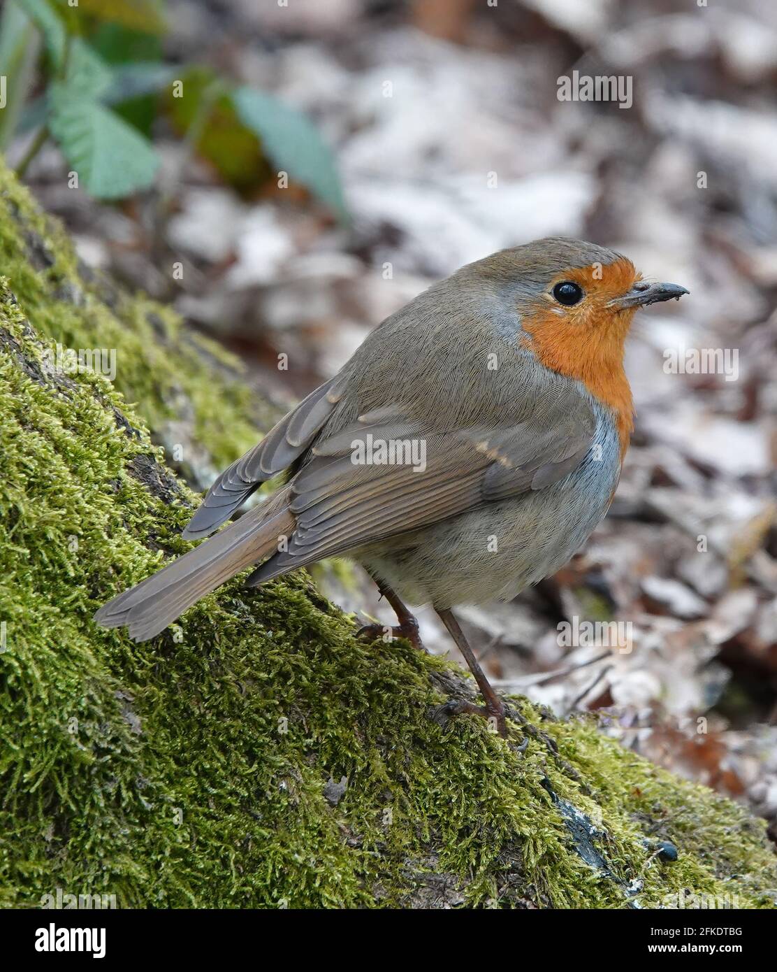 Cute fat robin hi-res stock photography and images - Alamy