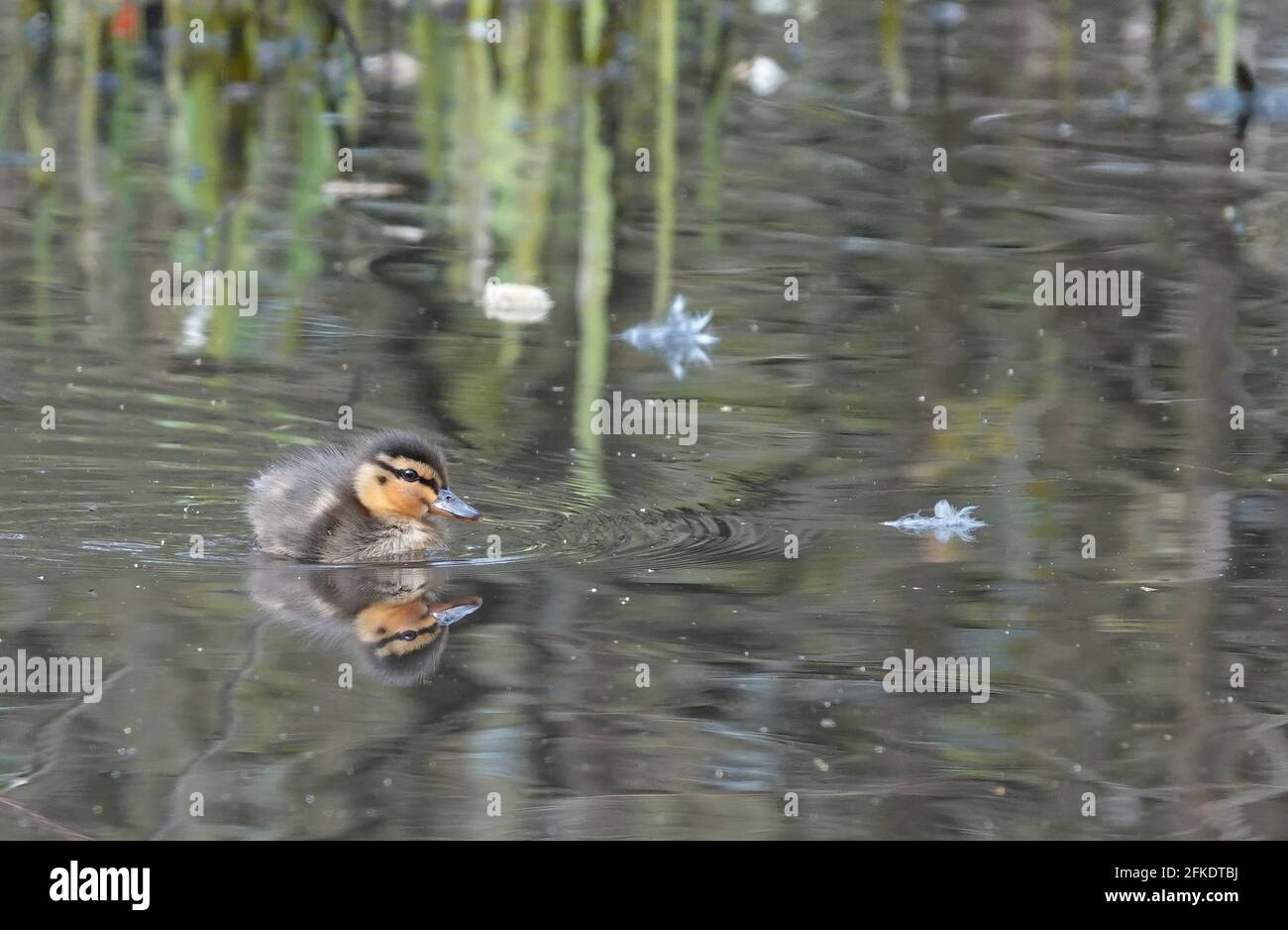 Cute happy duckling swimming in a lake with its reflection in the water ...