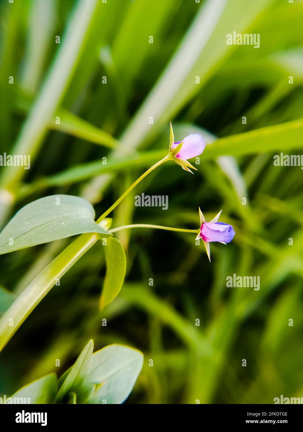 Long-stalk crane's-bill (Geranium columbinum) flower buds in blurred ...