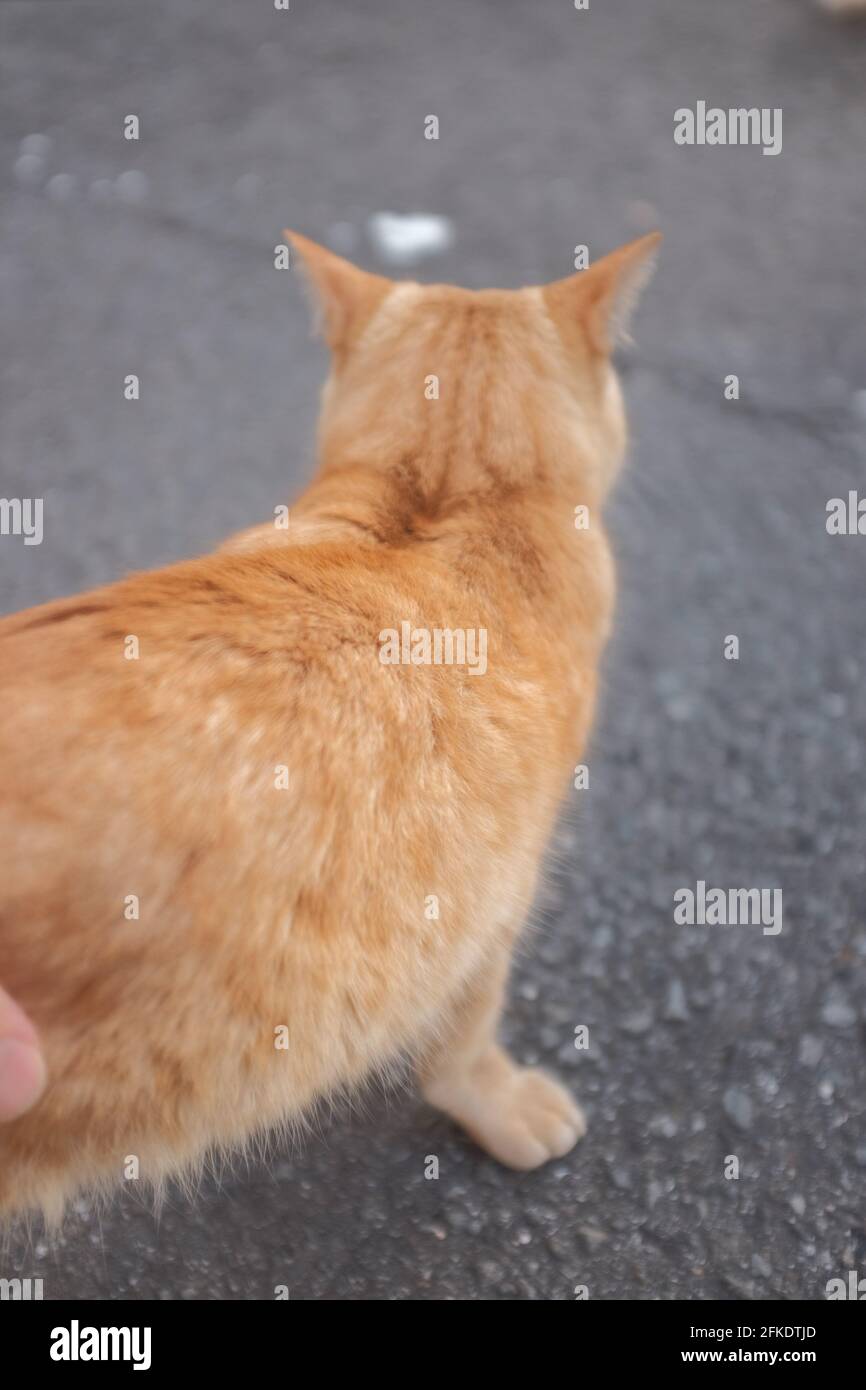 Rear view of a ginger cat on the street Stock Photo - Alamy