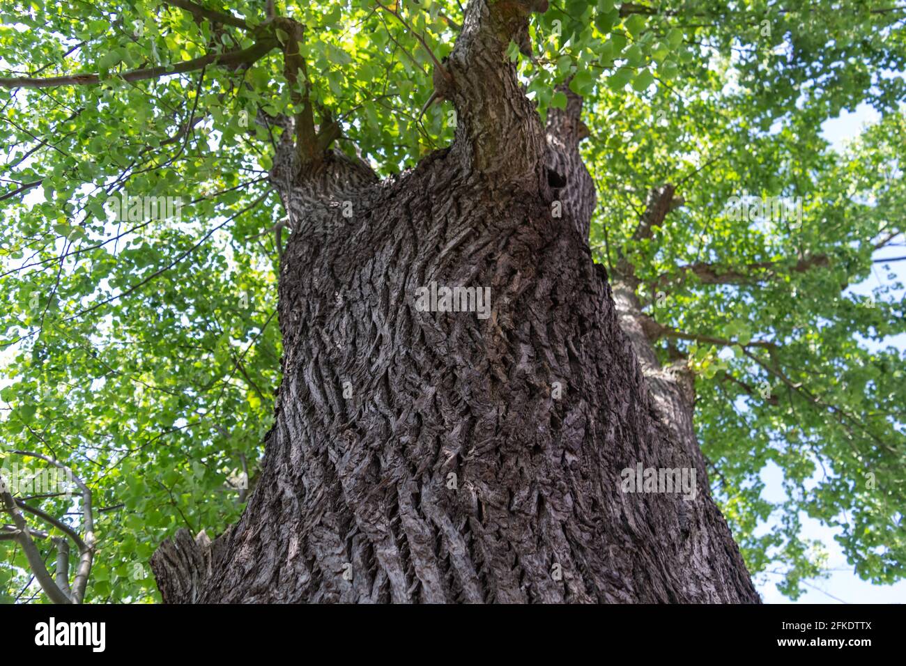 Low-angle shot of the thick trunk of the tree grown in the forest Stock ...