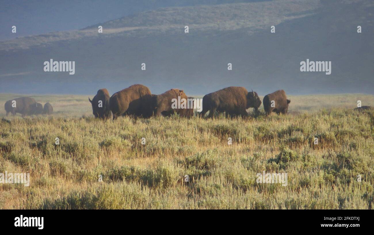 Group of big brown buffaloes grazing in the field Stock Photo - Alamy